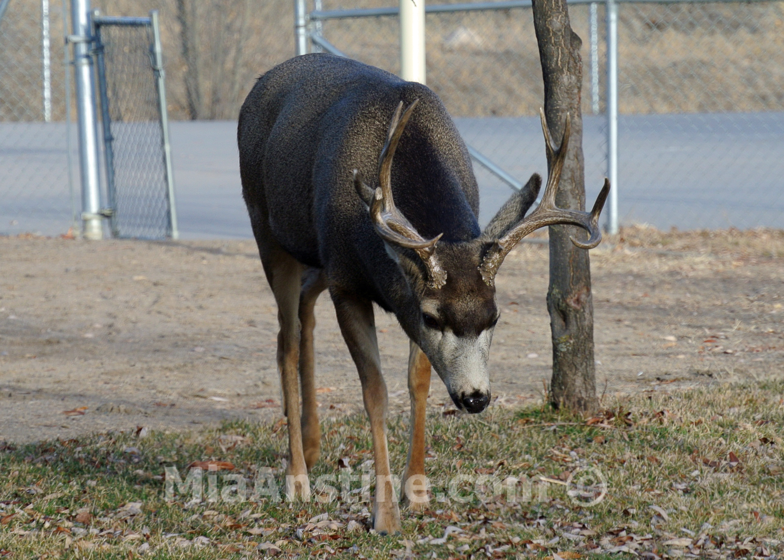 Mule deer buck ColoradoMia Anstine-- Encouraging everyone to get ...
