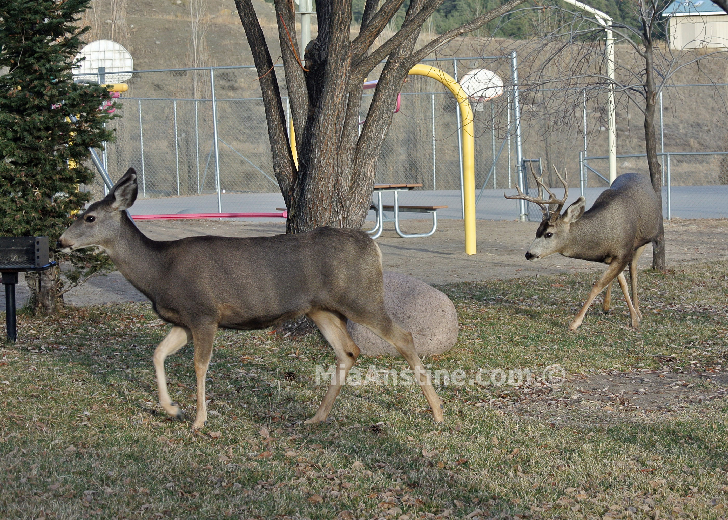 Mule deer doe & buck rutting ColoradoMia Anstine-- Encouraging everyone ...