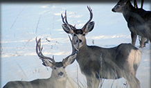 mule-deerMia Anstine-- Encouraging everyone to get outside, hunt, fish ...
