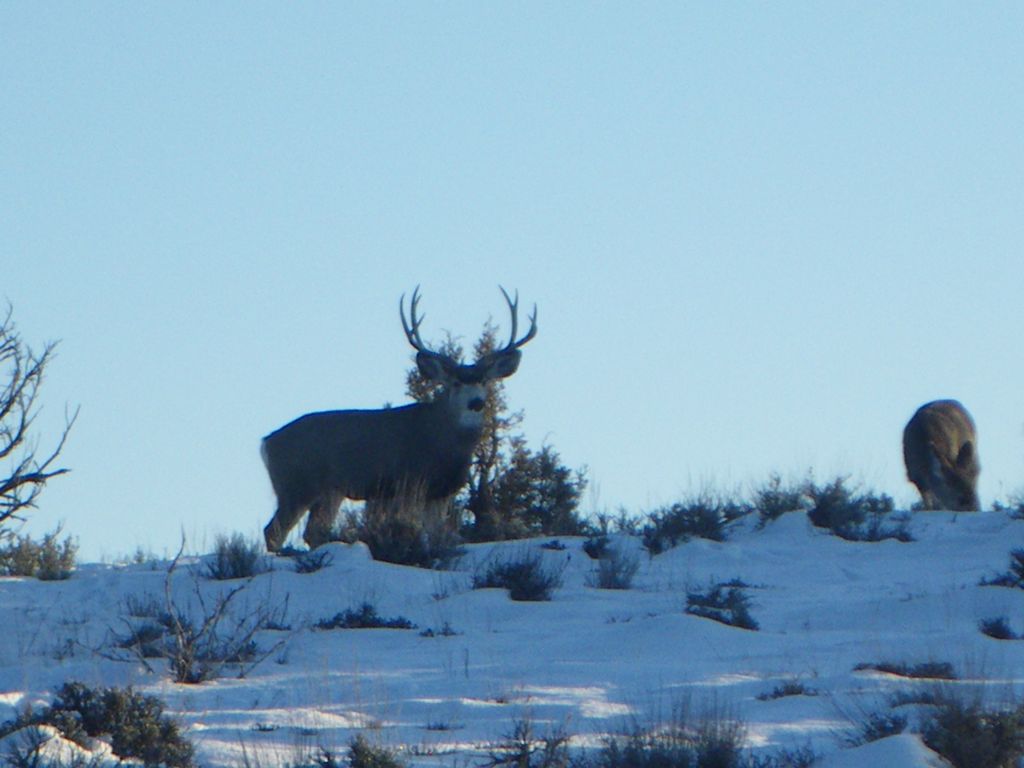 5.Mule Deer HuntMia Anstine-- Encouraging everyone to get outside, hunt ...